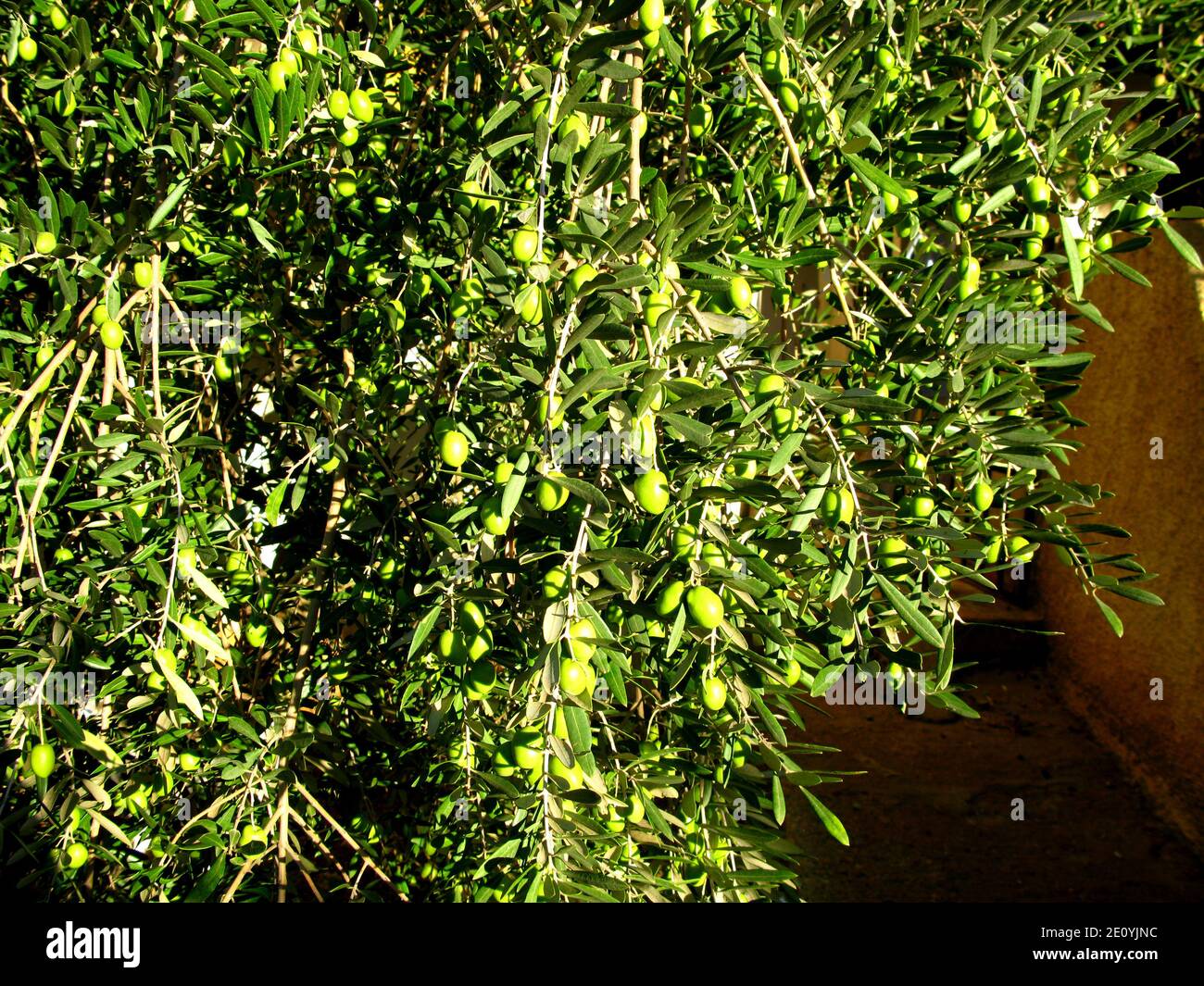 The olive tree in the park of Meknes, Morocco Stock Photo - Alamy