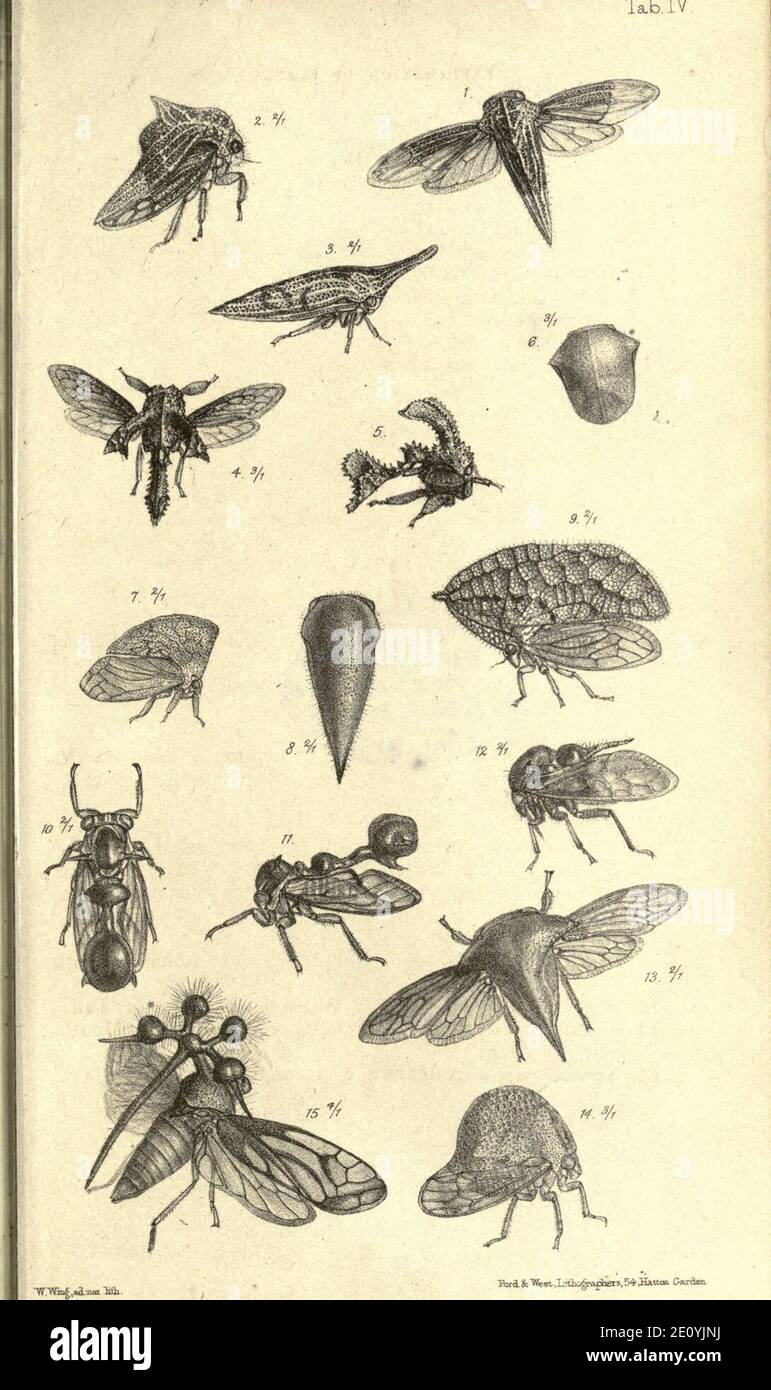 List of the ... homopterous Insects in the ... Museum Stock Photo - Alamy