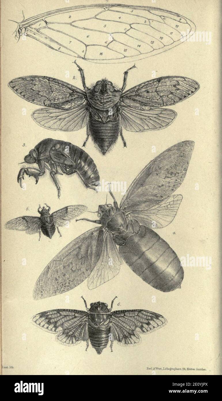 List of the ... homopterous Insects in the ... Museum Stock Photo - Alamy