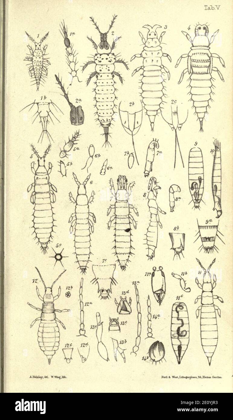 List of the ... homopterous Insects in the ... Museum Stock Photo - Alamy