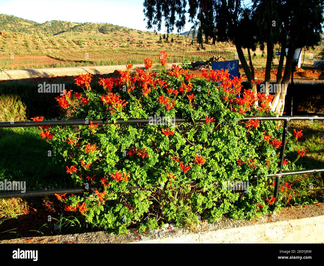 Flowers in the garden in Meknes, Morocco Stock Photo - Alamy