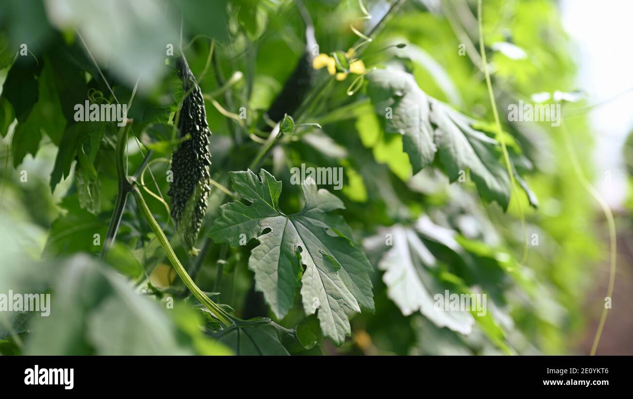 Flower of a bitter gourd hi-res stock photography and images - Alamy