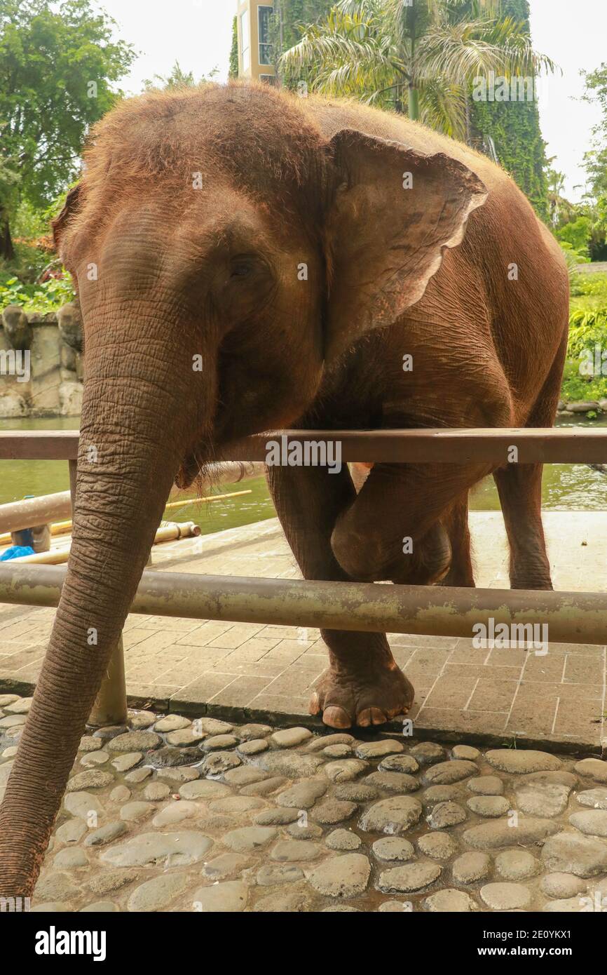 A close up of an Asian elephant's trunk Stock Photo - Alamy
