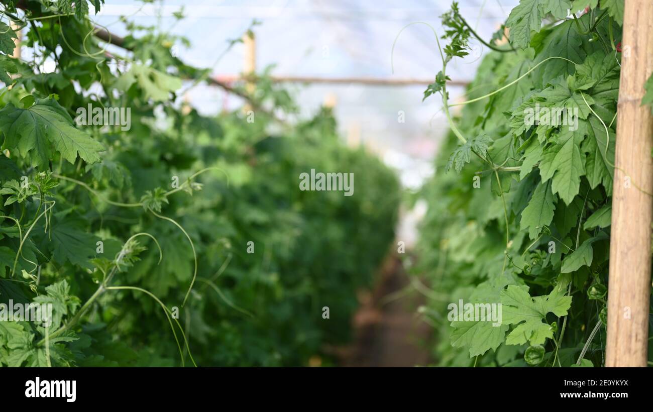 Image of garden Vegetable farm of bitter melon or green bitter gourd ...