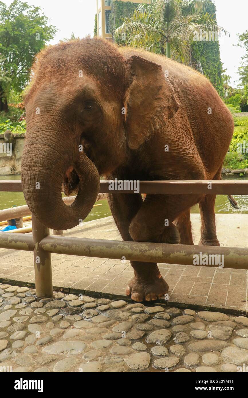 Close-up of an Asian elephant's trunk and mouth eating fresh vegetables ...