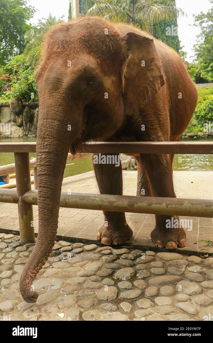 A close up of an Asian elephant's trunk Stock Photo - Alamy