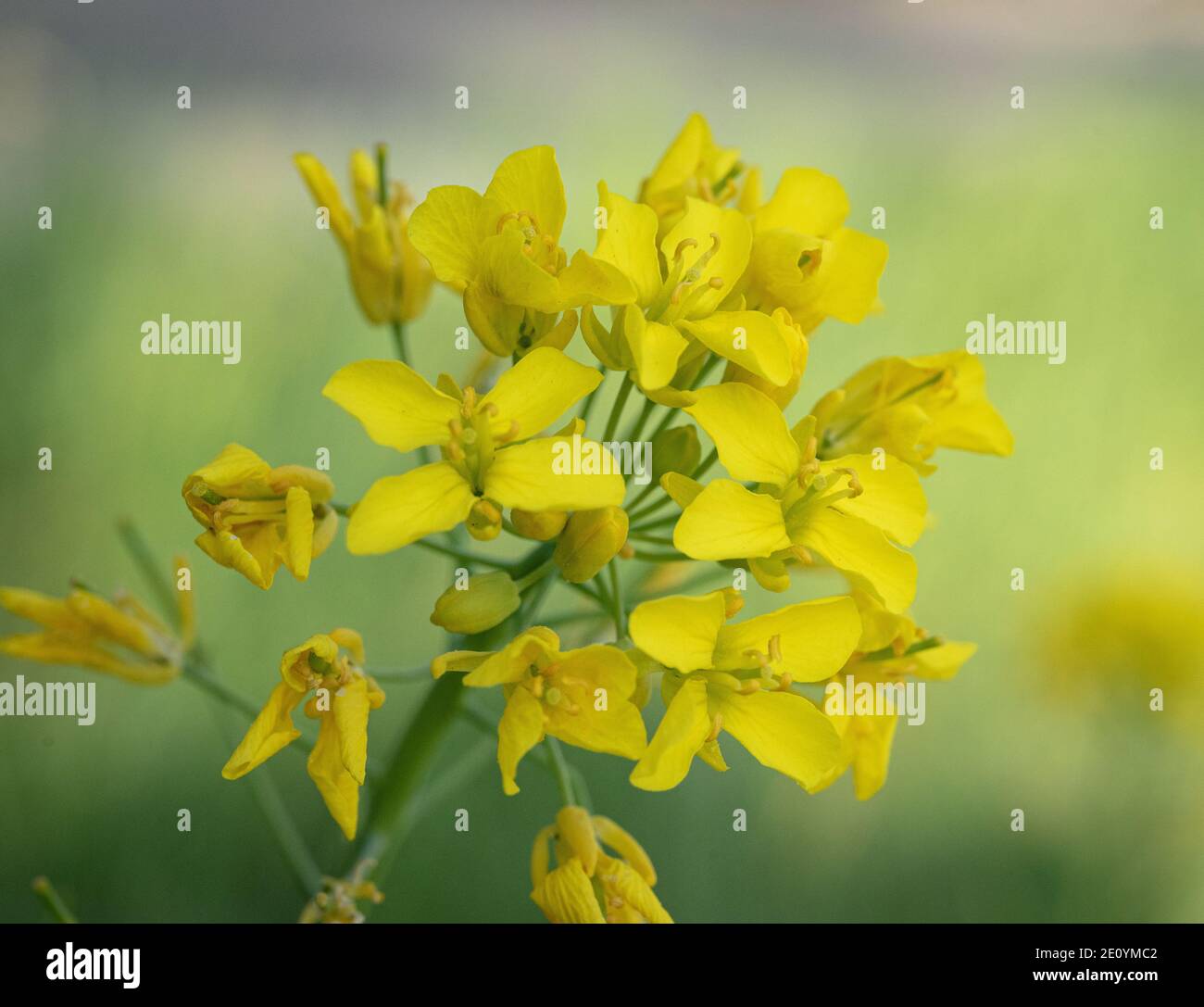 Field rapeseed grows in hi-res stock photography and images - Alamy