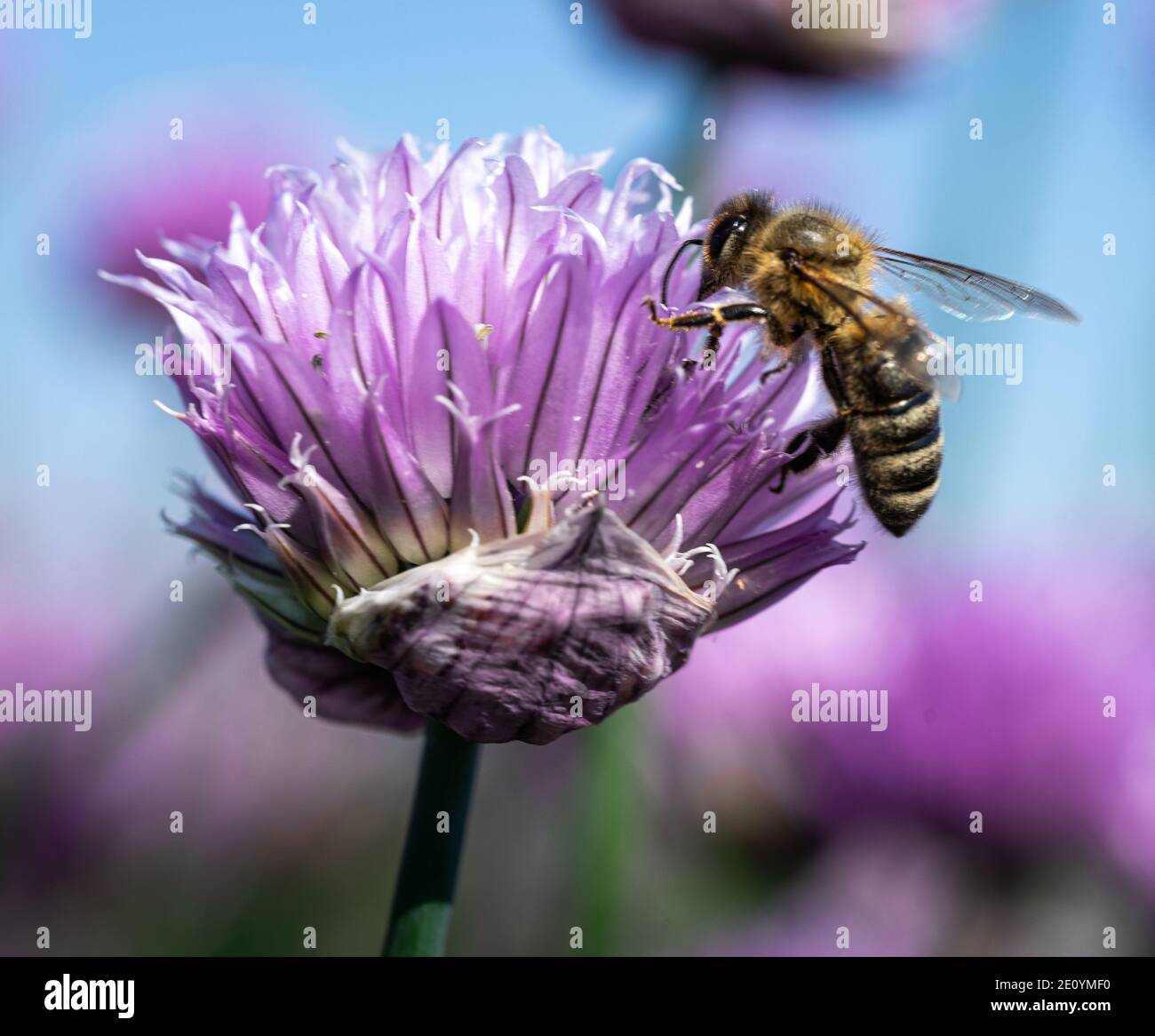 Work of the bee hi-res stock photography and images - Alamy