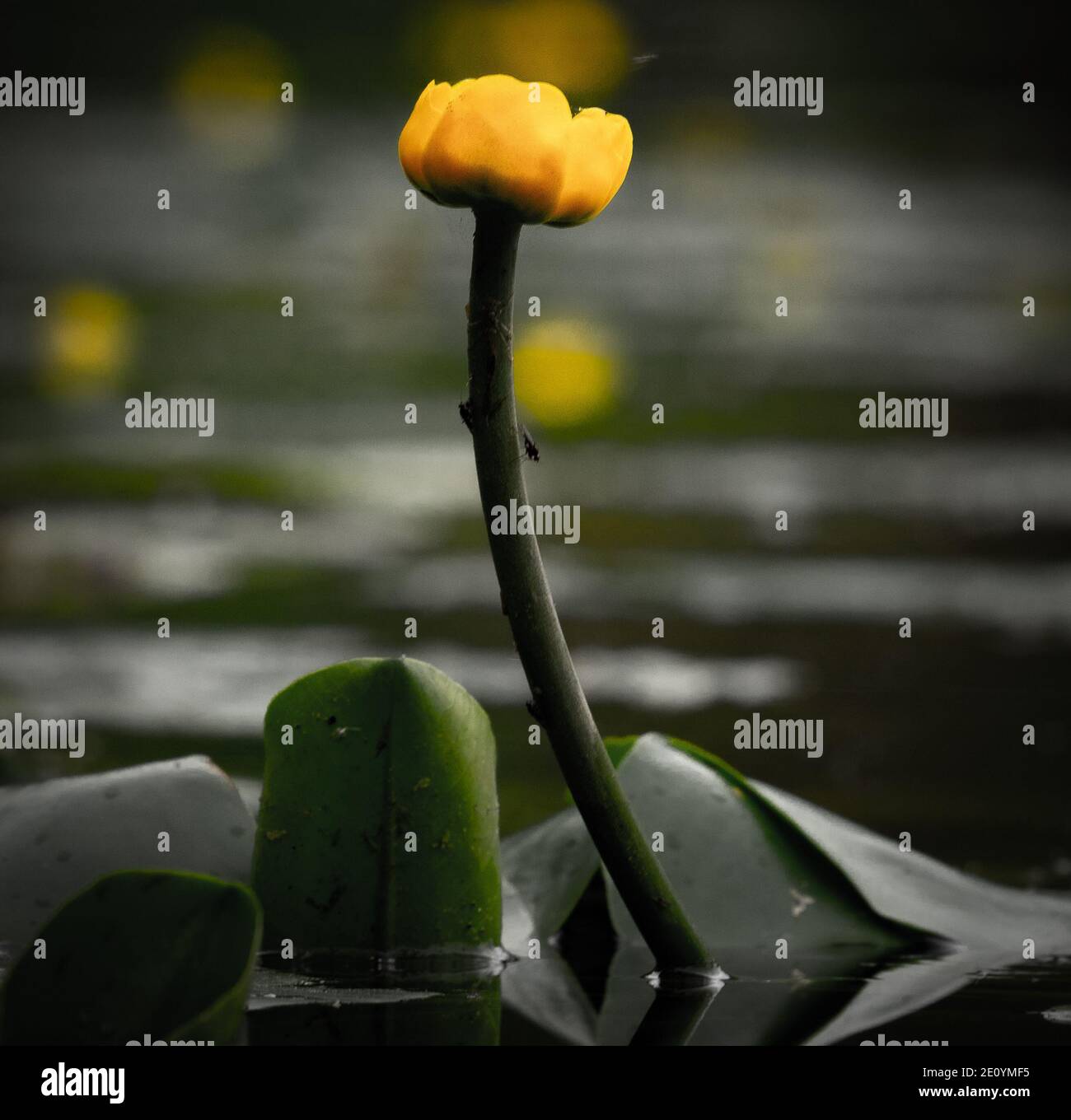 Water mirroring hi-res stock photography and images - Alamy