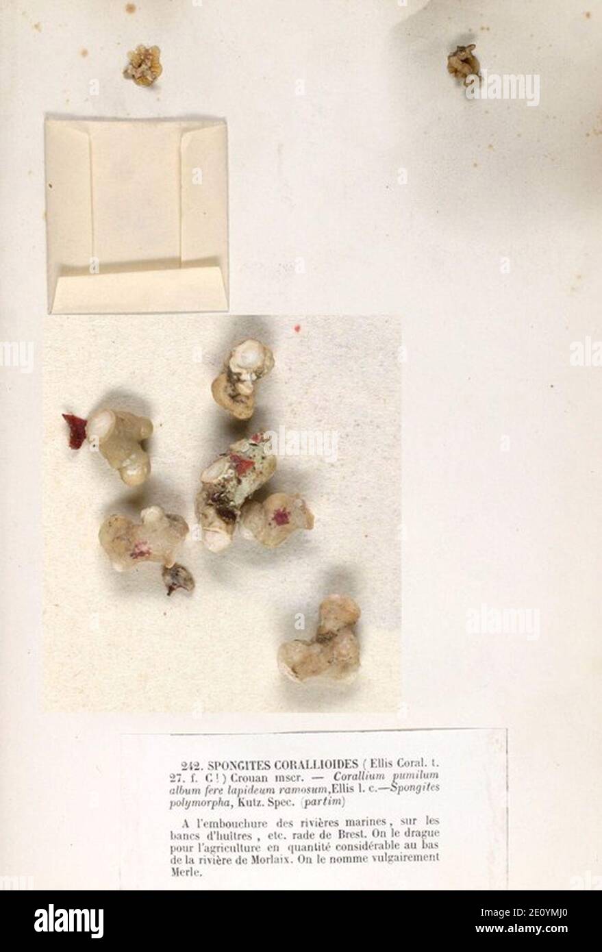 Lithothamnion corallioides Crouan Stock Photo - Alamy