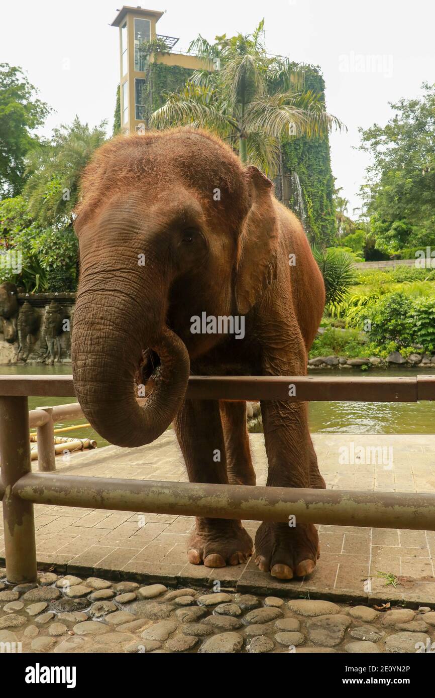 Close-up of an Asian elephant's trunk and mouth eating fresh vegetables ...