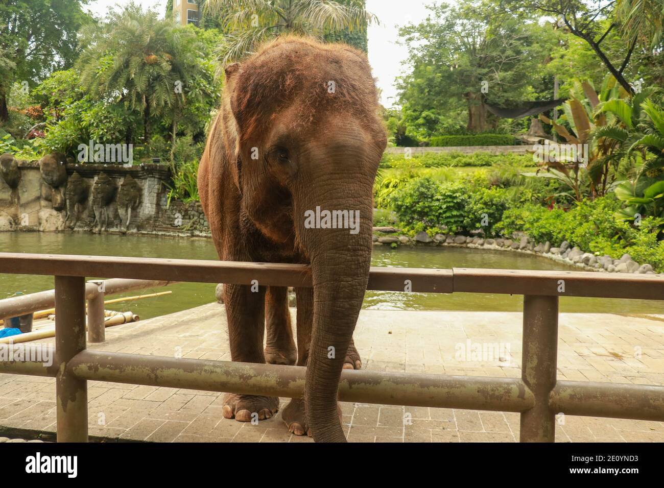 A close up of an Asian elephant's trunk Stock Photo - Alamy