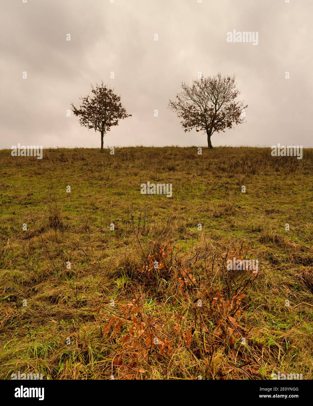 Trees at a moor. Open landscape with a dramatic sky in the background ...