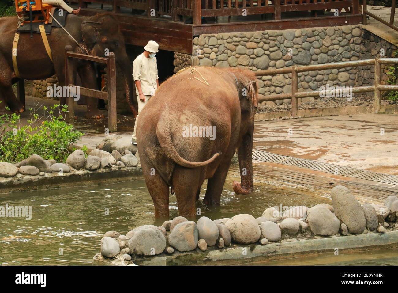 The Sumatran elephant, Elephas maximus sumatranus is one of three ...