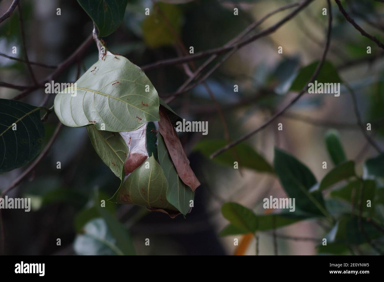 Colony of weaver ants( oecophylla smaragdina ) on the tree Stock Photo ...