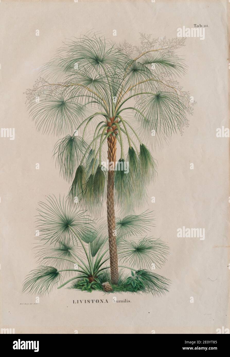 Livistona humilis (2), da Coleção Brasiliana Iconográfica Stock Photo ...