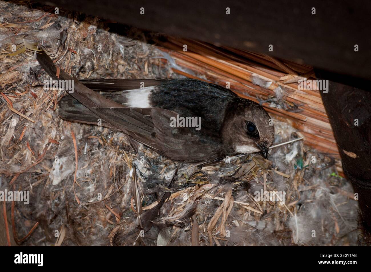 A Little Swift (Apus affinis) hangs on its nest, made of feathers and ...