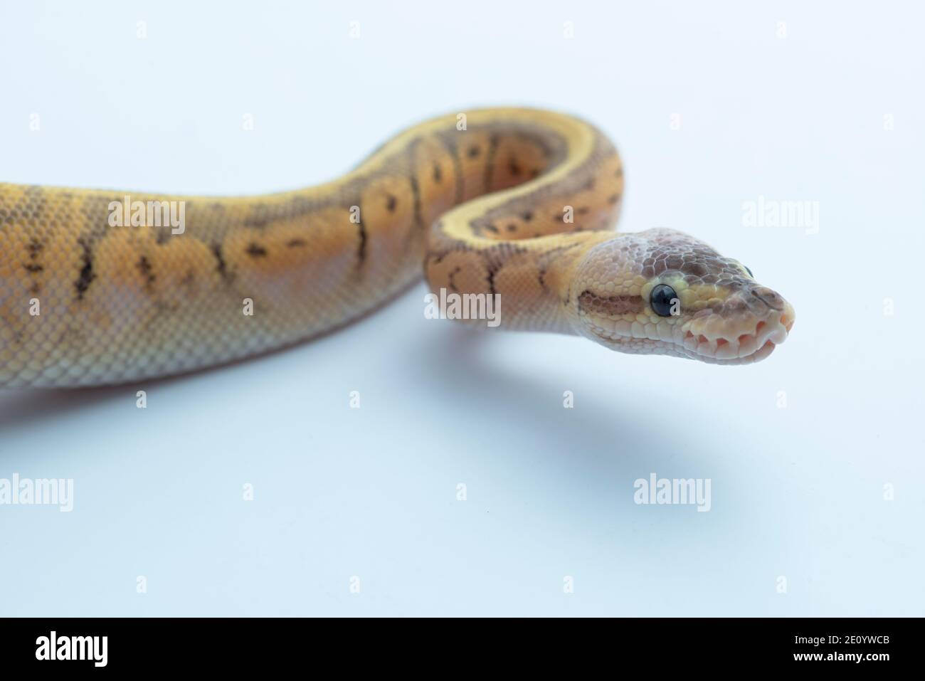 Super snake hi-res stock photography and images - Alamy