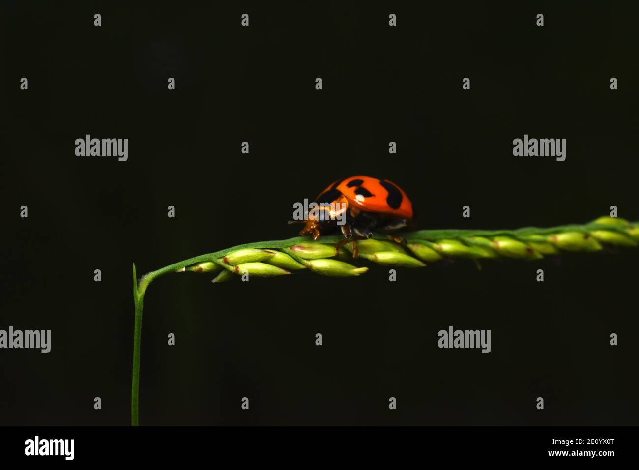 Ladybug crawling on stem hi-res stock photography and images - Alamy