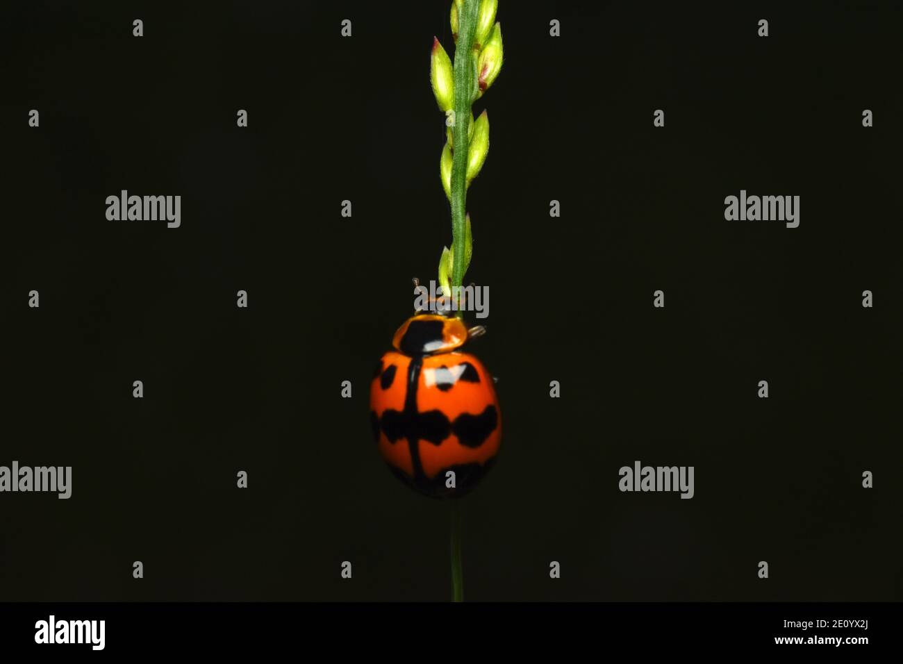 Live specimen of ladybug hi-res stock photography and images - Alamy