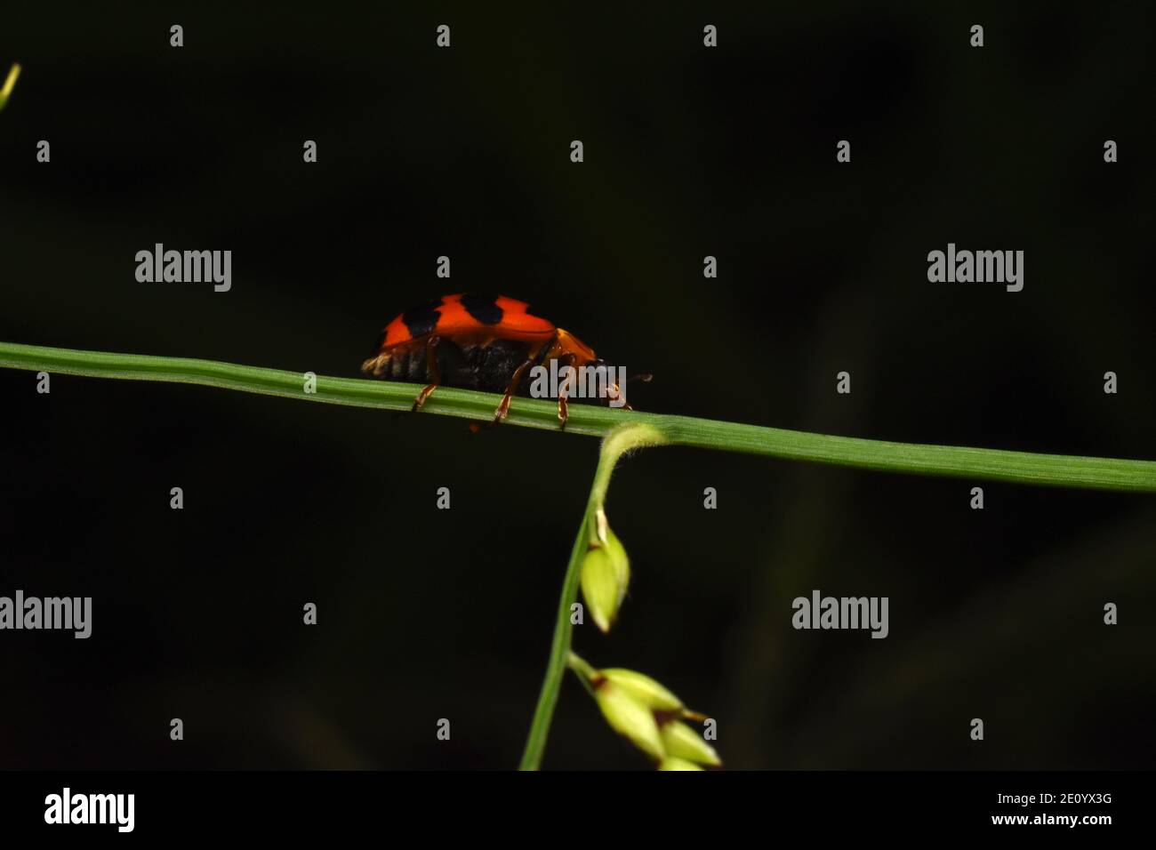 A ladybug crawling on stem of grass Stock Photo - Alamy