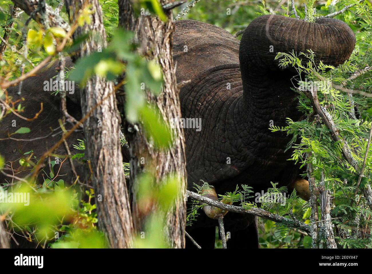 Wild African elephants in the natural African bush Stock Photo - Alamy