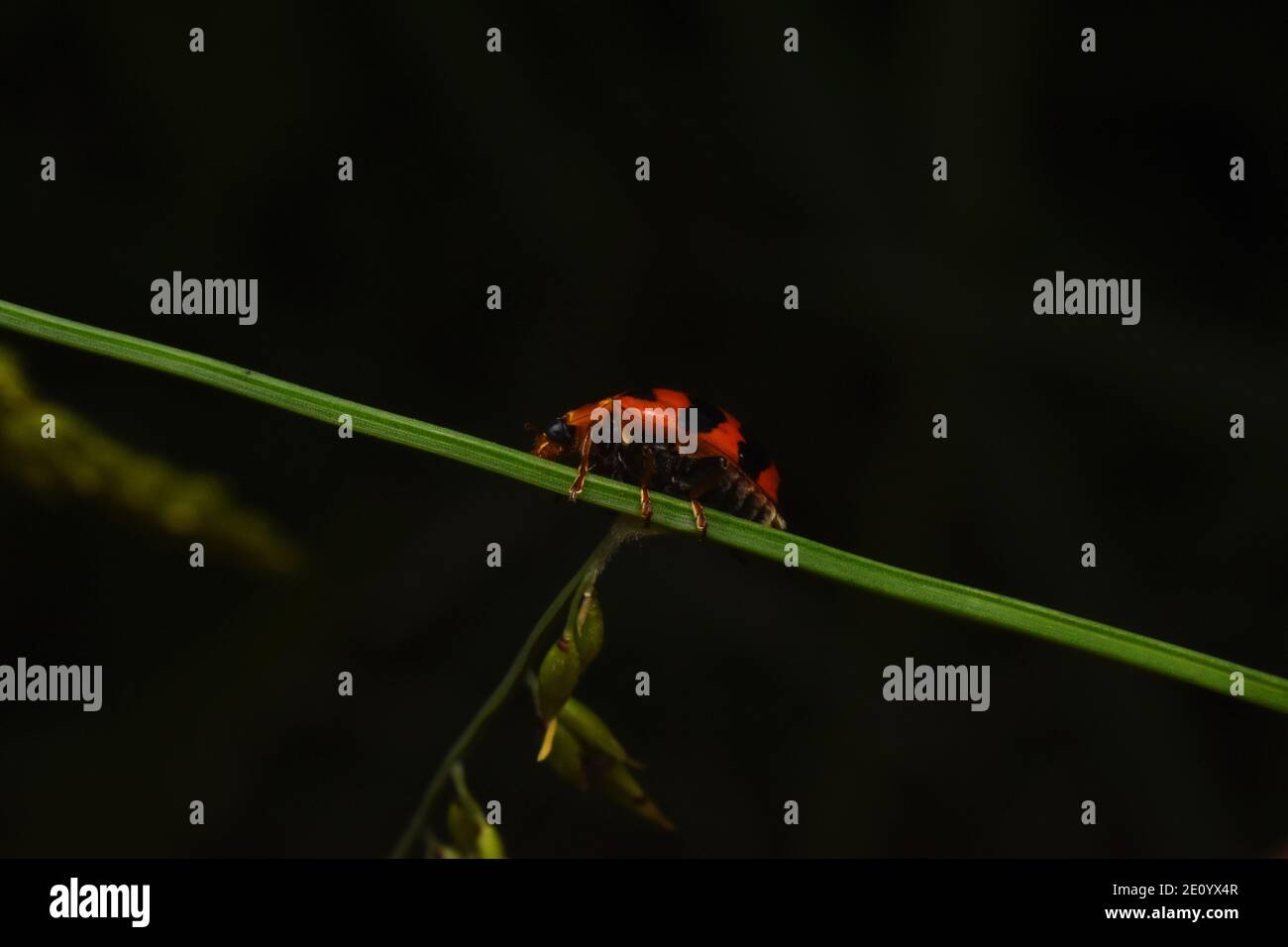 Ladybird hanging hi-res stock photography and images - Alamy