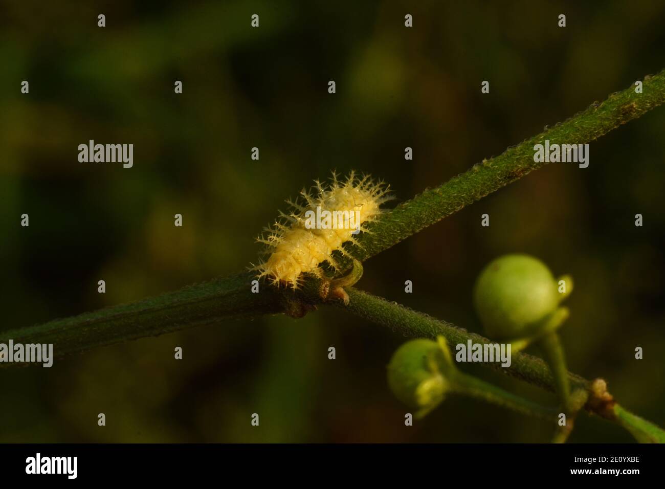 close up view of ladybug larva Stock Photo - Alamy