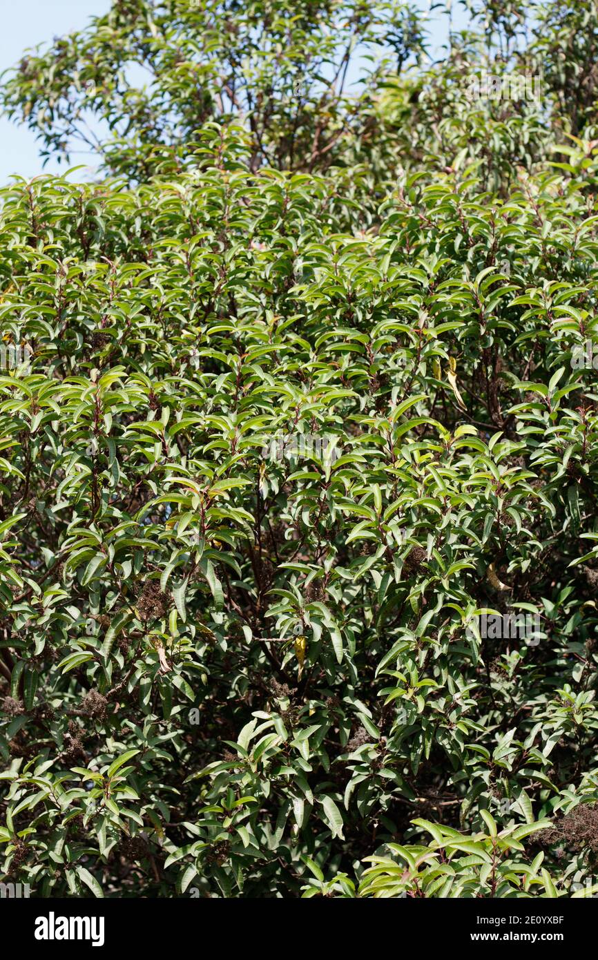 Dense upright habit, Laurel Sumac, Malosma Laurina, Anacardiaceae ...