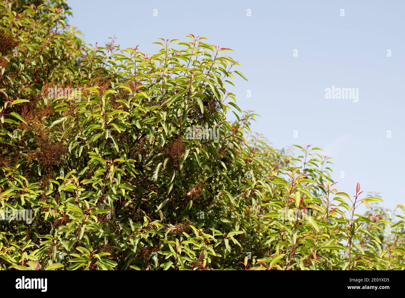 Dense upright habit, Laurel Sumac, Malosma Laurina, Anacardiaceae ...