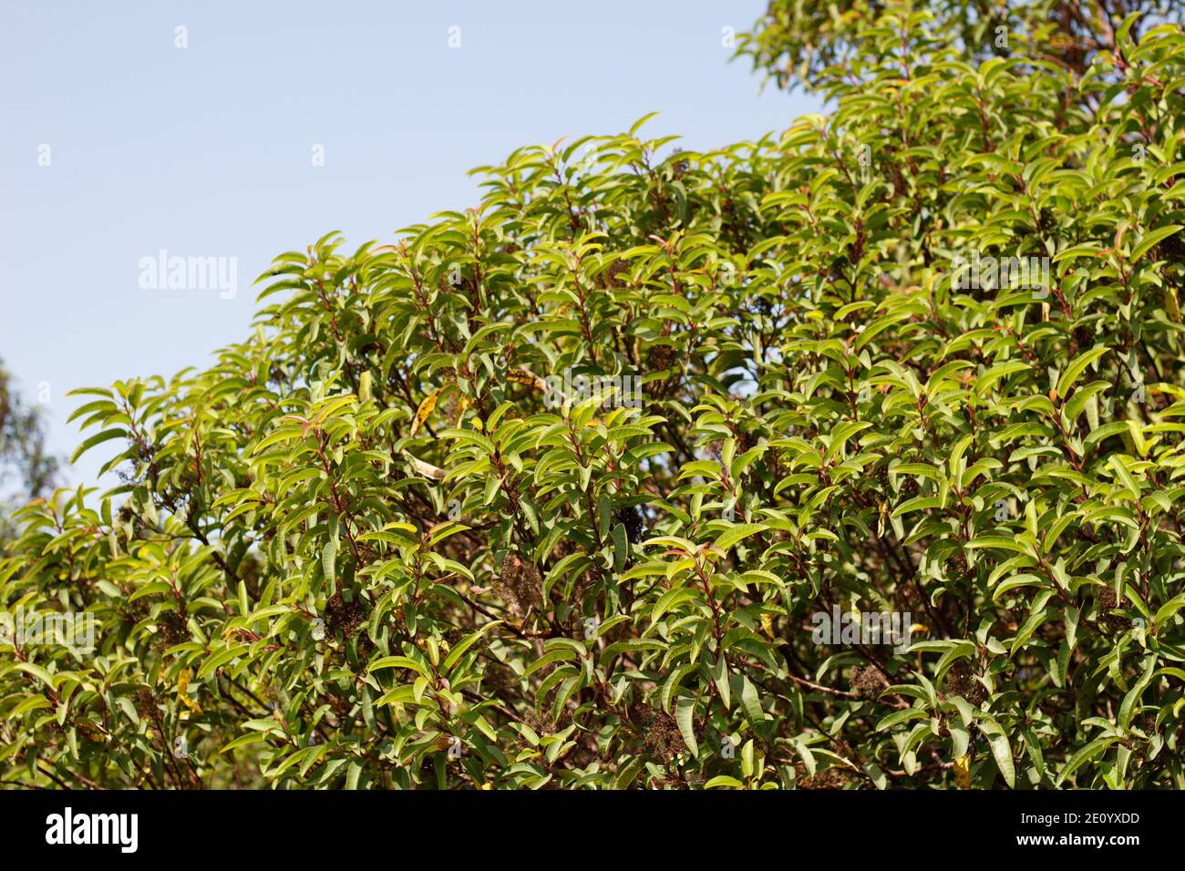 Dense upright habit, Laurel Sumac, Malosma Laurina, Anacardiaceae ...