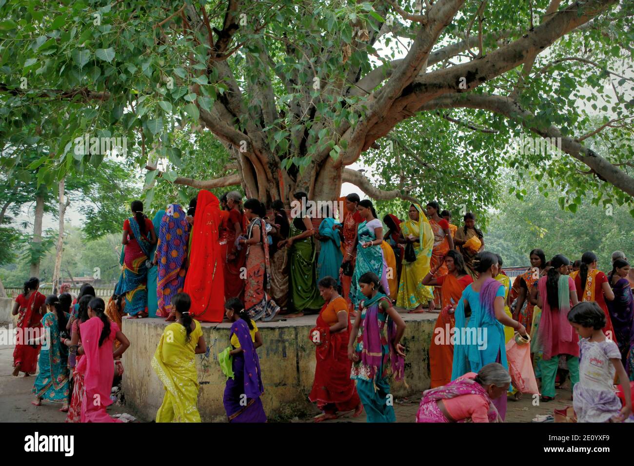 Women pilgrims walking around a sacred tree during a ritual in Rajgir ...