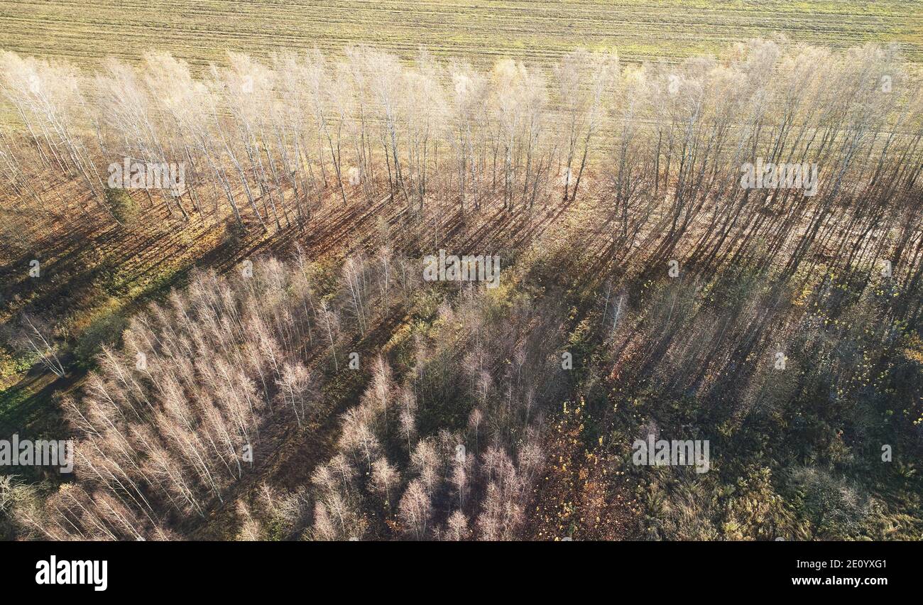 White trees without leaves aerial above top view Stock Photo - Alamy