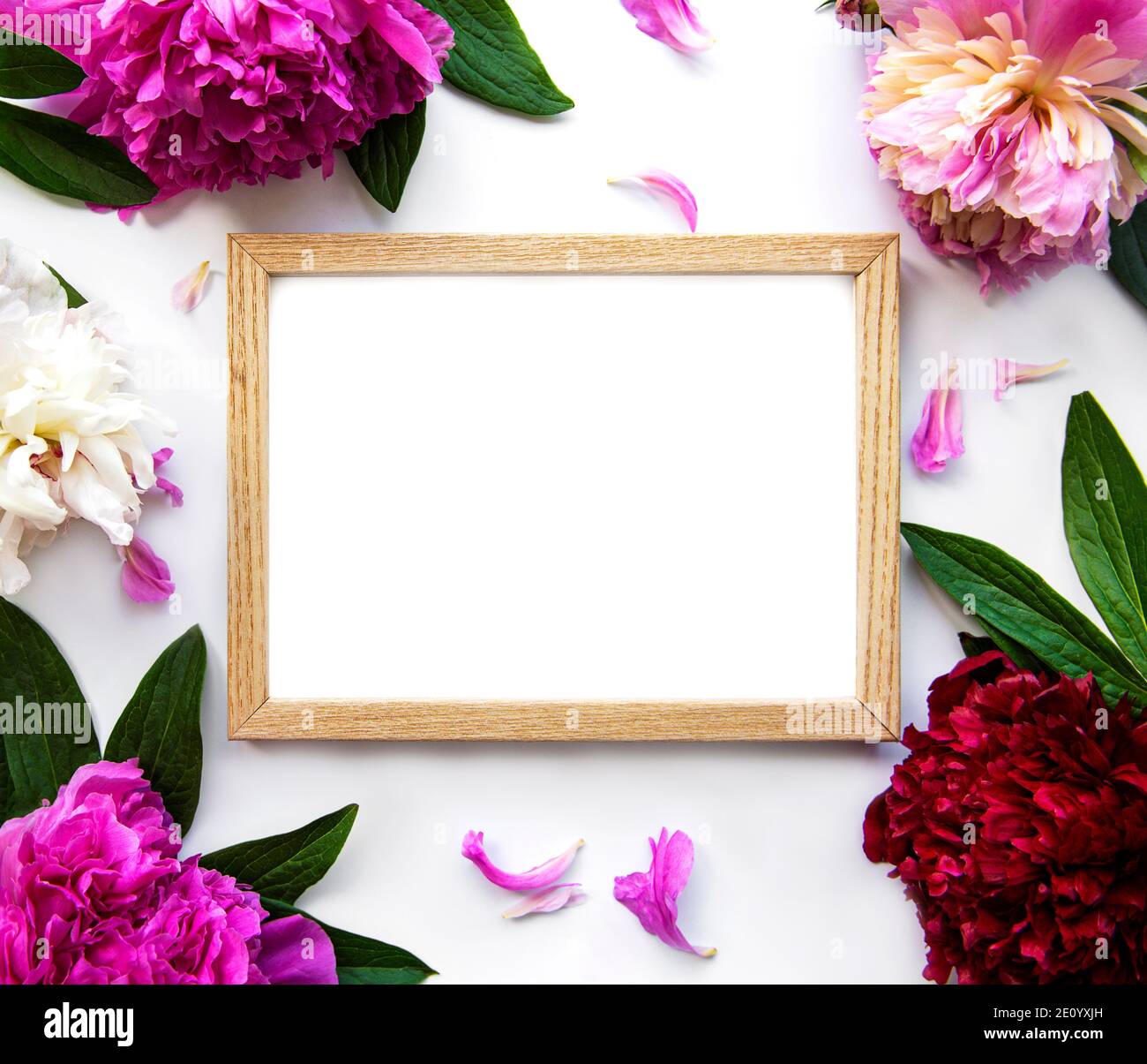 Wooden frame surrounded by beautiful pink peonies on a white background ...