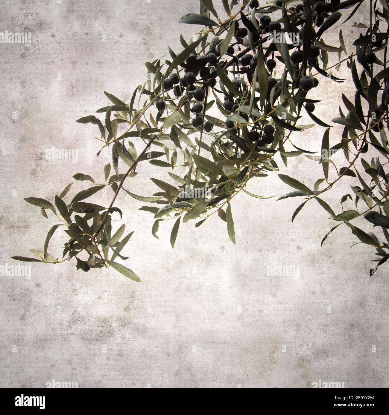 stylish textured old paper background with olive tree branches Stock ...