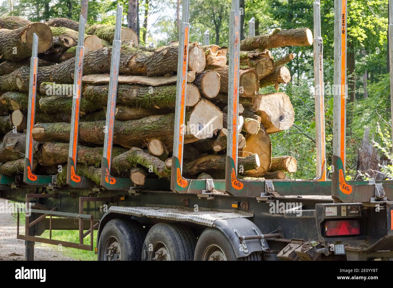 Felled trees on a transportion semi trailer at a logging site ...