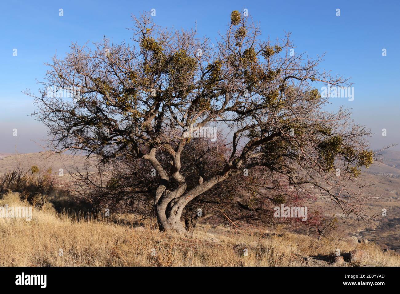 Hanging mistletoe balls hi-res stock photography and images - Alamy