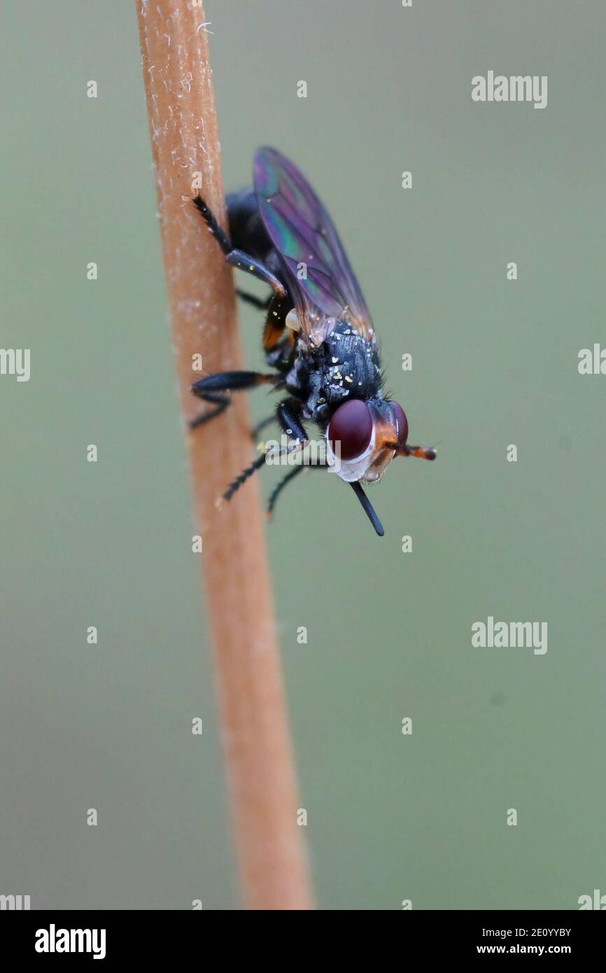 A very small Thick headed fly , hanging on a straw. These flies ...