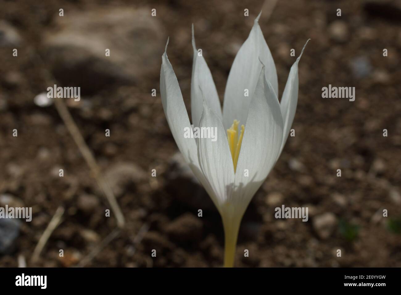 Crocus vallicola. Caucasus Mountains in the Karachay-Cherkess Republic ...