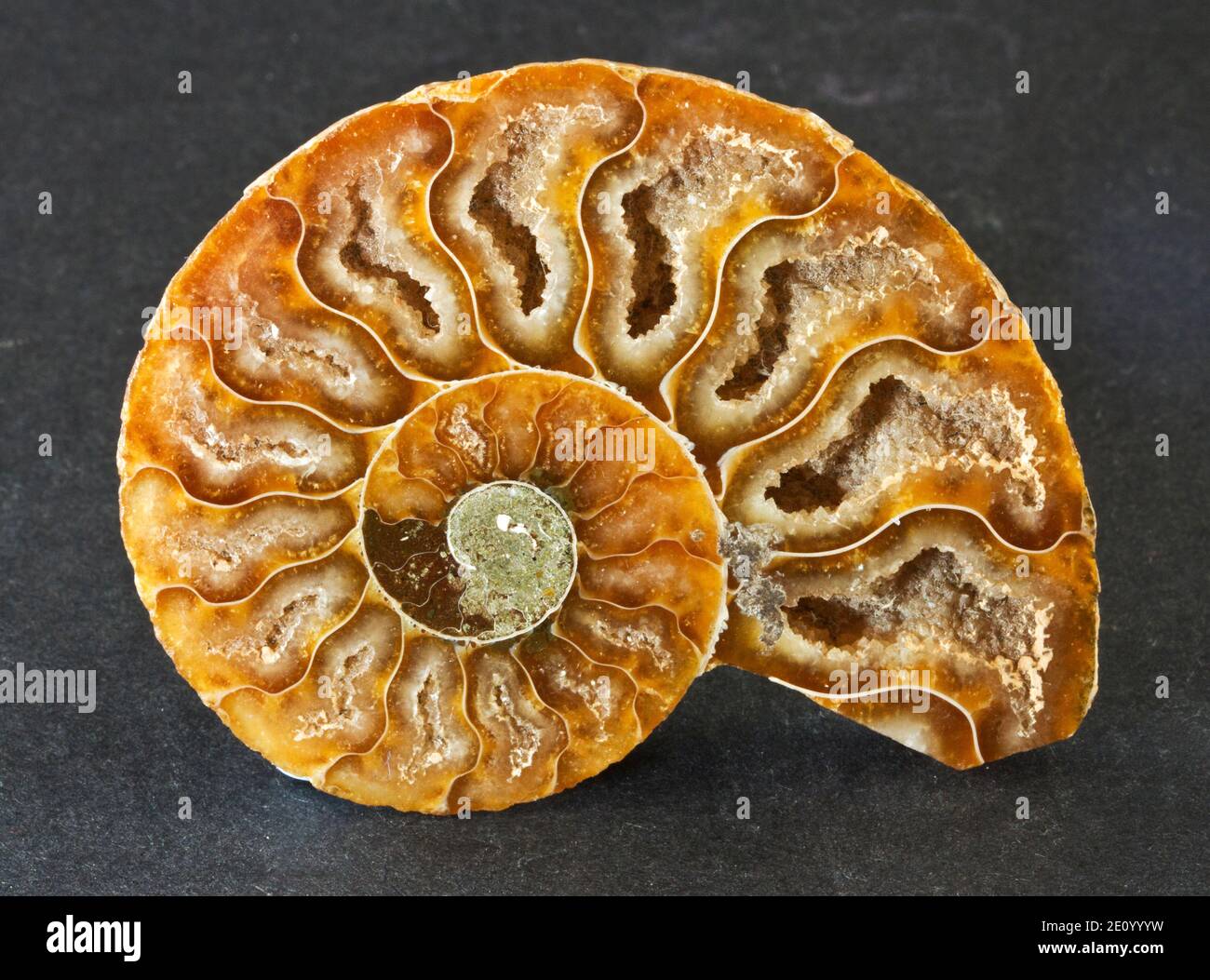 Ammonite chambers hi-res stock photography and images - Alamy