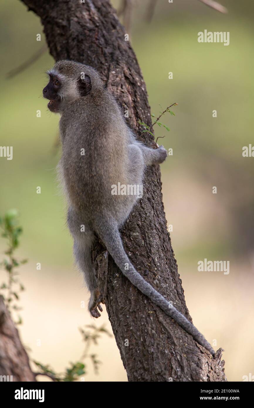 Chlorocebus pygerythrus calling hi-res stock photography and images - Alamy