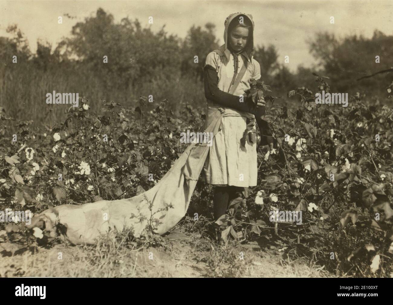 Vintage photograph of Callie Campbell picking cotton by American ...