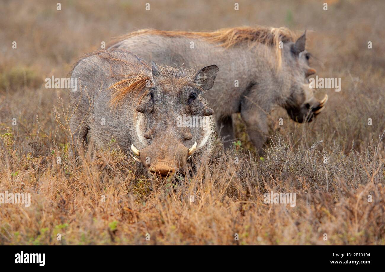 Warthog phacochoerus africanus pair hi-res stock photography and images ...