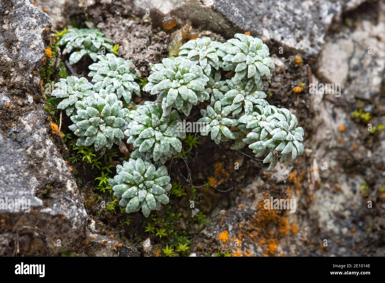 Blue green saxifrage hi-res stock photography and images - Alamy