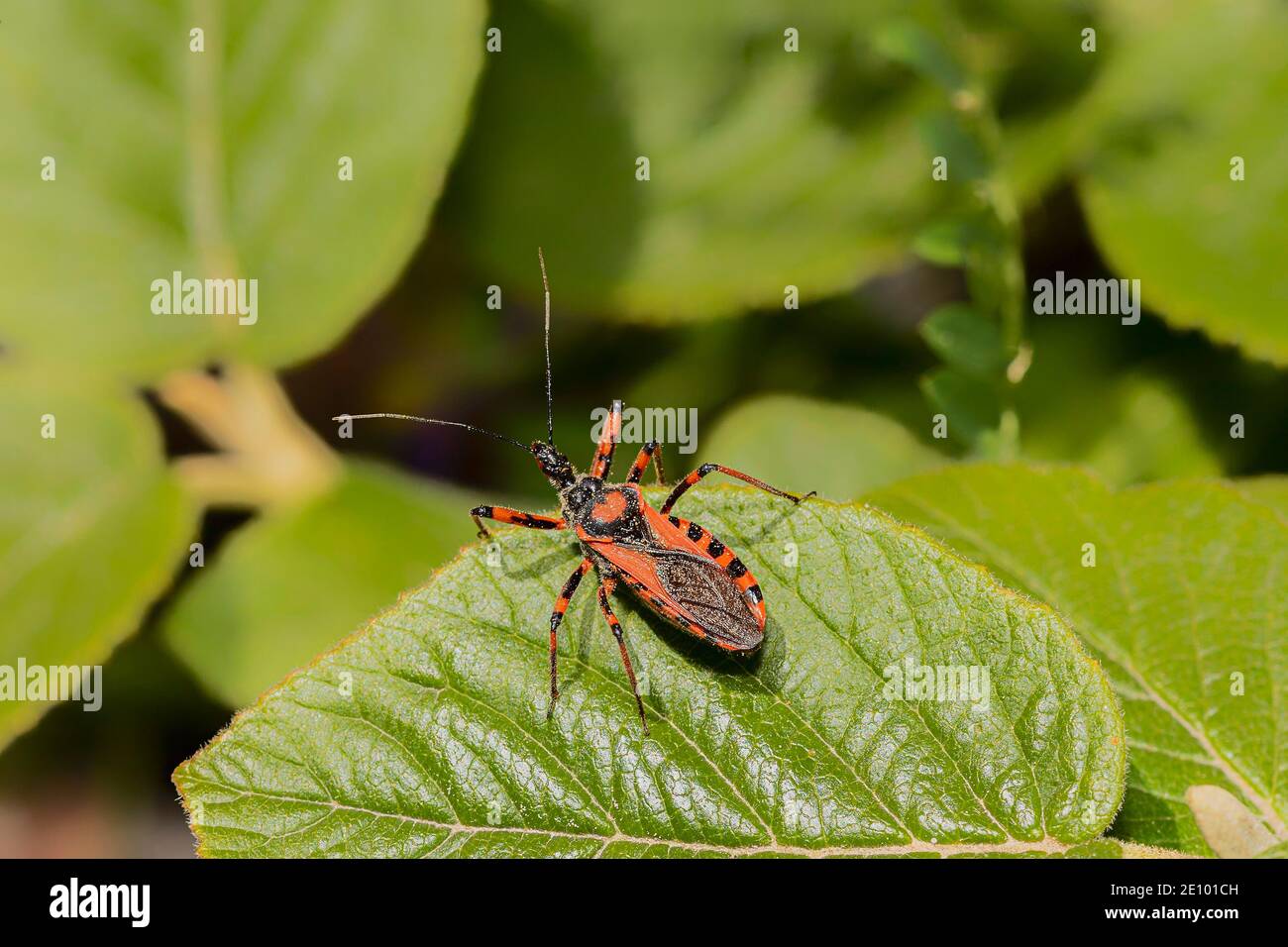 Bug view hi-res stock photography and images - Alamy