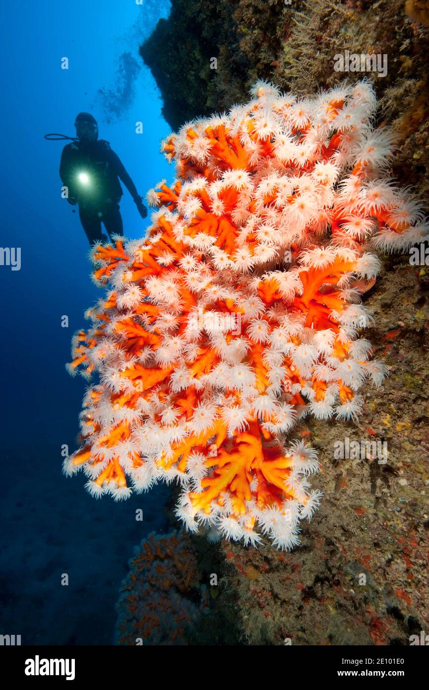 Yellow tree coral (Dendrophyllia ramea), rear diver, Fuerteventura ...