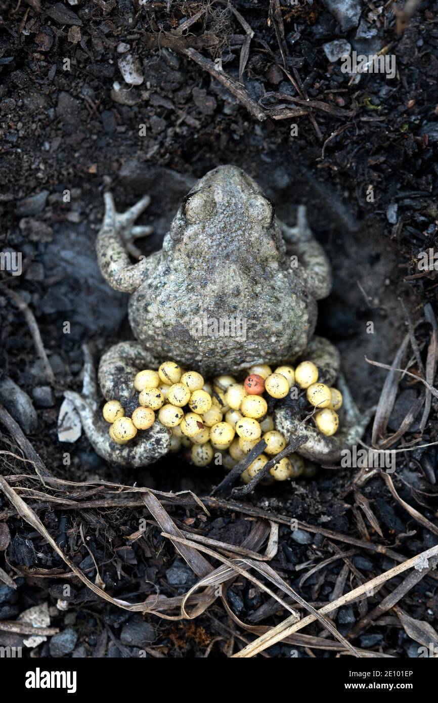 Common midwife toad (Alytes obstetricans), male with pale spawn, North ...