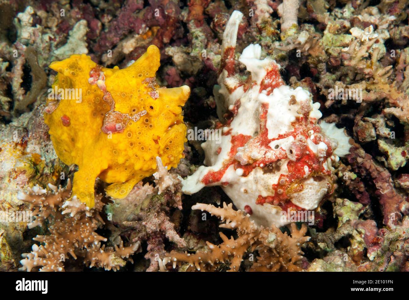 Spotted frogfish (Antennarius maculatus) in reef, Indian Ocean Stock ...