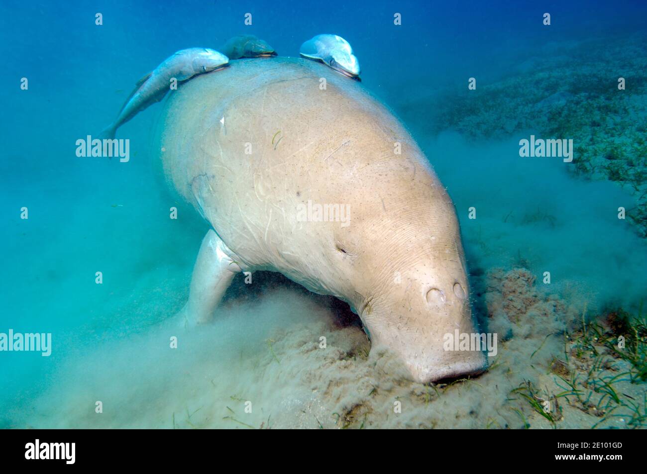 Dugong dugong eats seaweed, Egypt, Africa Stock Photo - Alamy