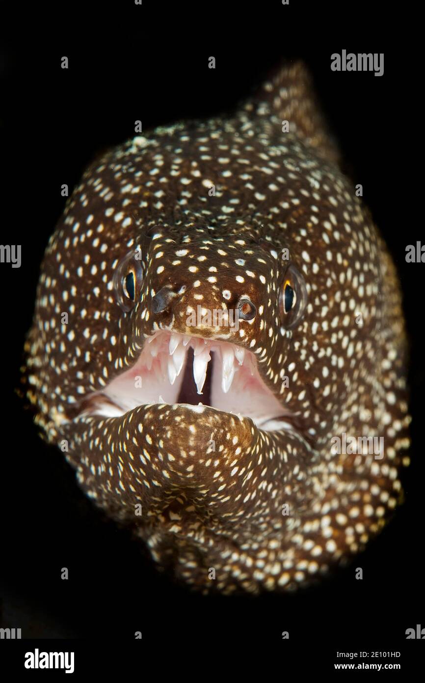 Turkey moray (Gymnothorax meleagris) with open mouth, Maldives, Asia ...